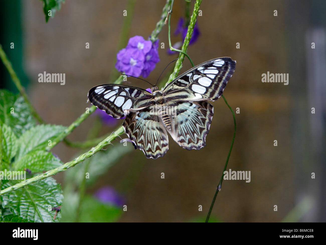 Blue Clipper butterfly Parthenos sylvia on flower photographed in ...
