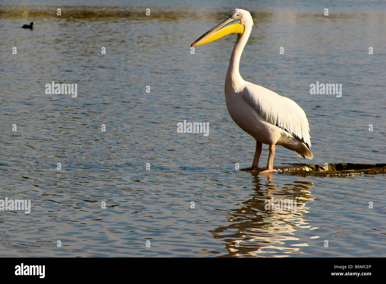 pelican swimming in a lake Stock Photo - Alamy