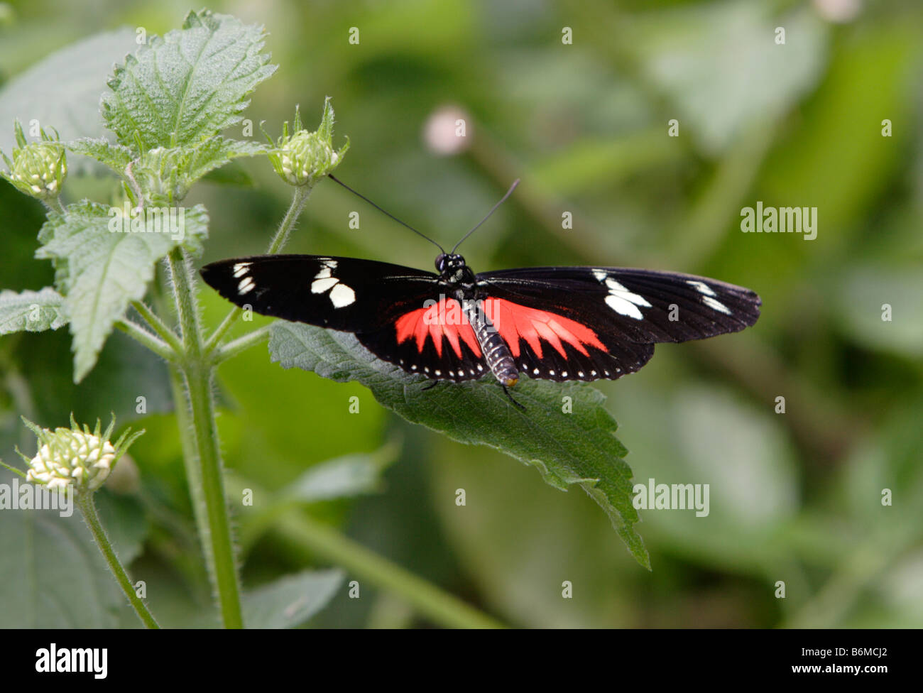 Doris Longwing Butterfly Doris Butterfly Stock Photos & Doris Longwing ...