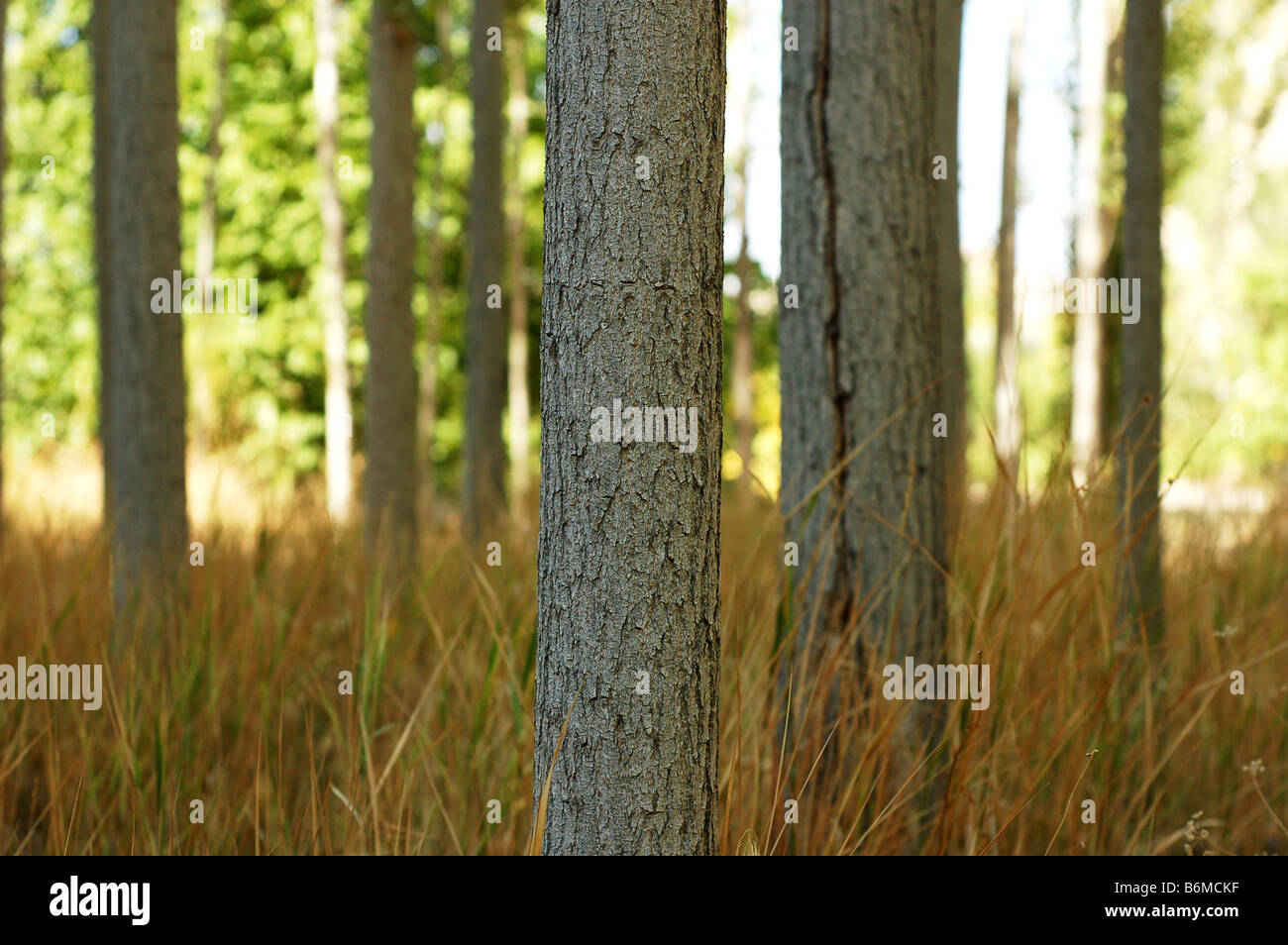 Pine tree forest in Capadoccia, Turkey Stock Photo - Alamy