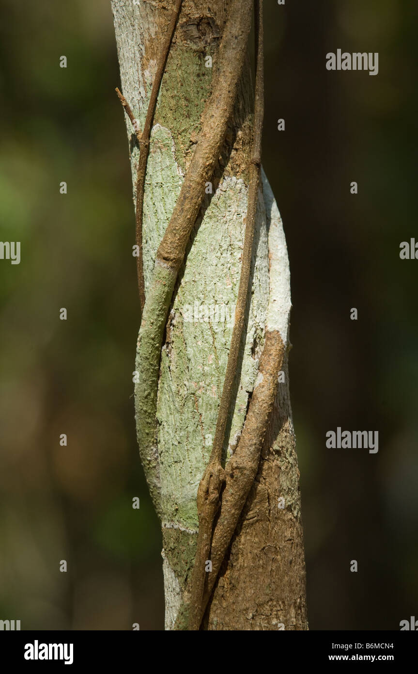 Howard springs australia hi-res stock photography and images - Alamy