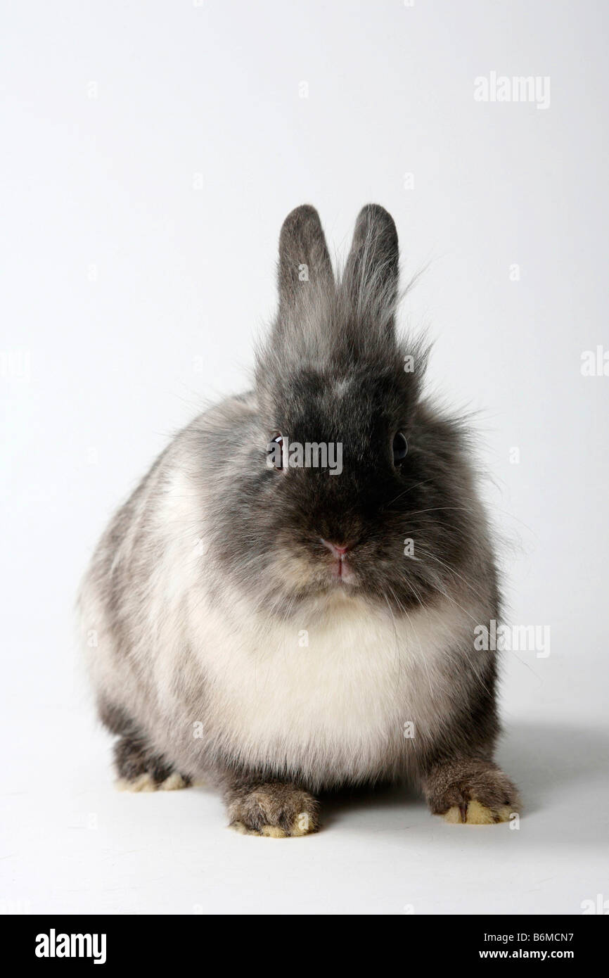 Lion maned Dwarf Rabbit rhon Domestic Rabbit rhön Stock Photo - Alamy