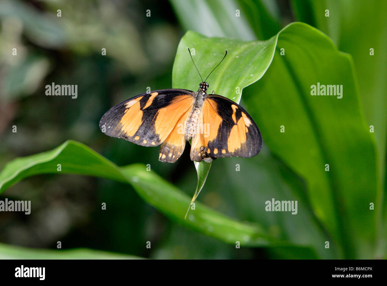 Mocker Swallowtail butterfly Papilio dardanus on leaf photographed in ...