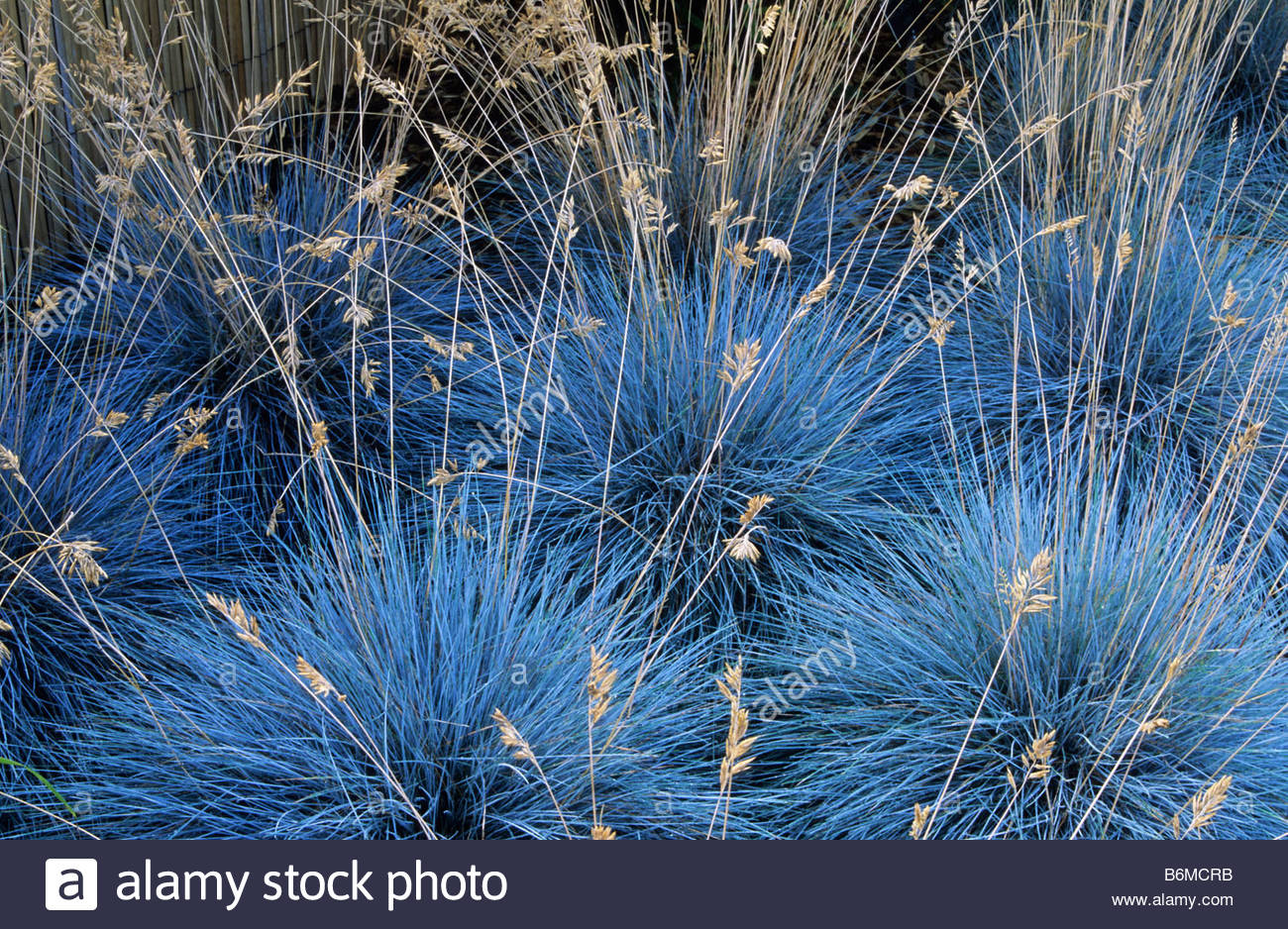 Festuca glauca Elijah Blue Stock Photo: 21347407 - Alamy