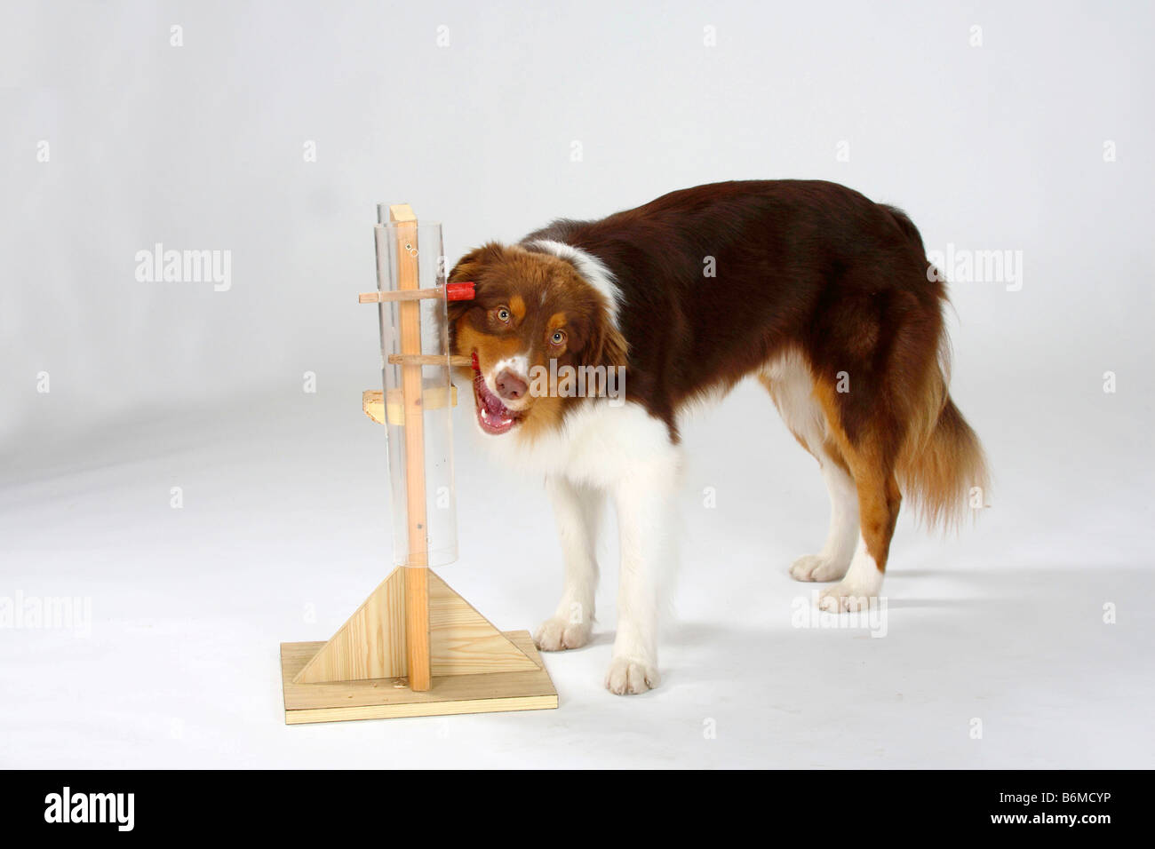 Australian dog intelligence hi-res stock photography and images - Alamy