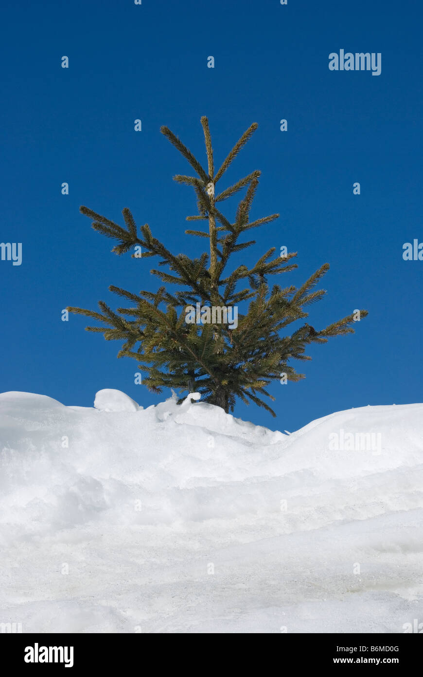 Small spruce tree snow hi-res stock photography and images - Alamy