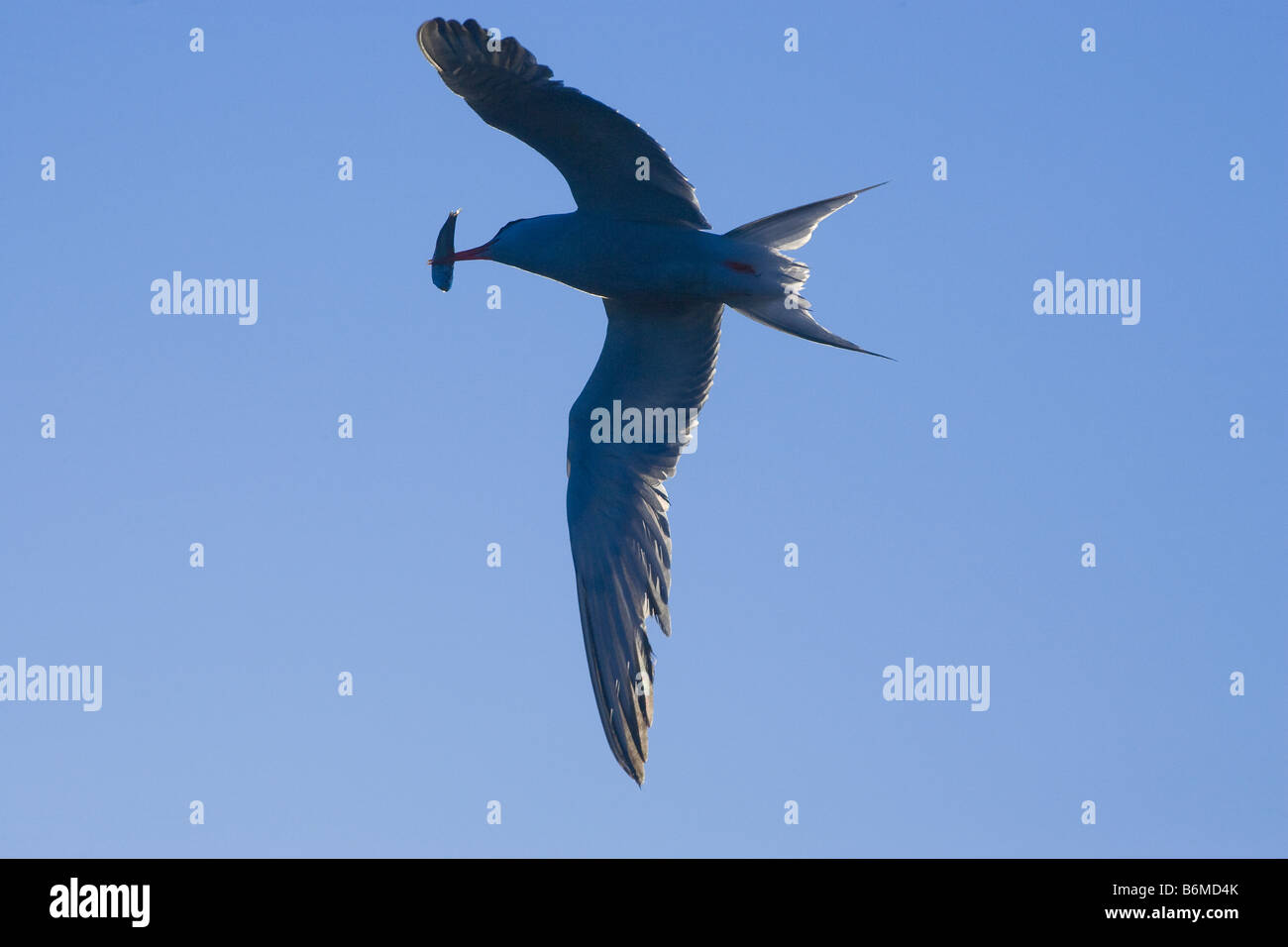Bird in flight with a fish. Back light Stock Photo - Alamy