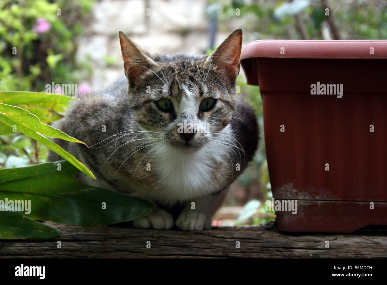 Pets in gardens hi-res stock photography and images - Alamy