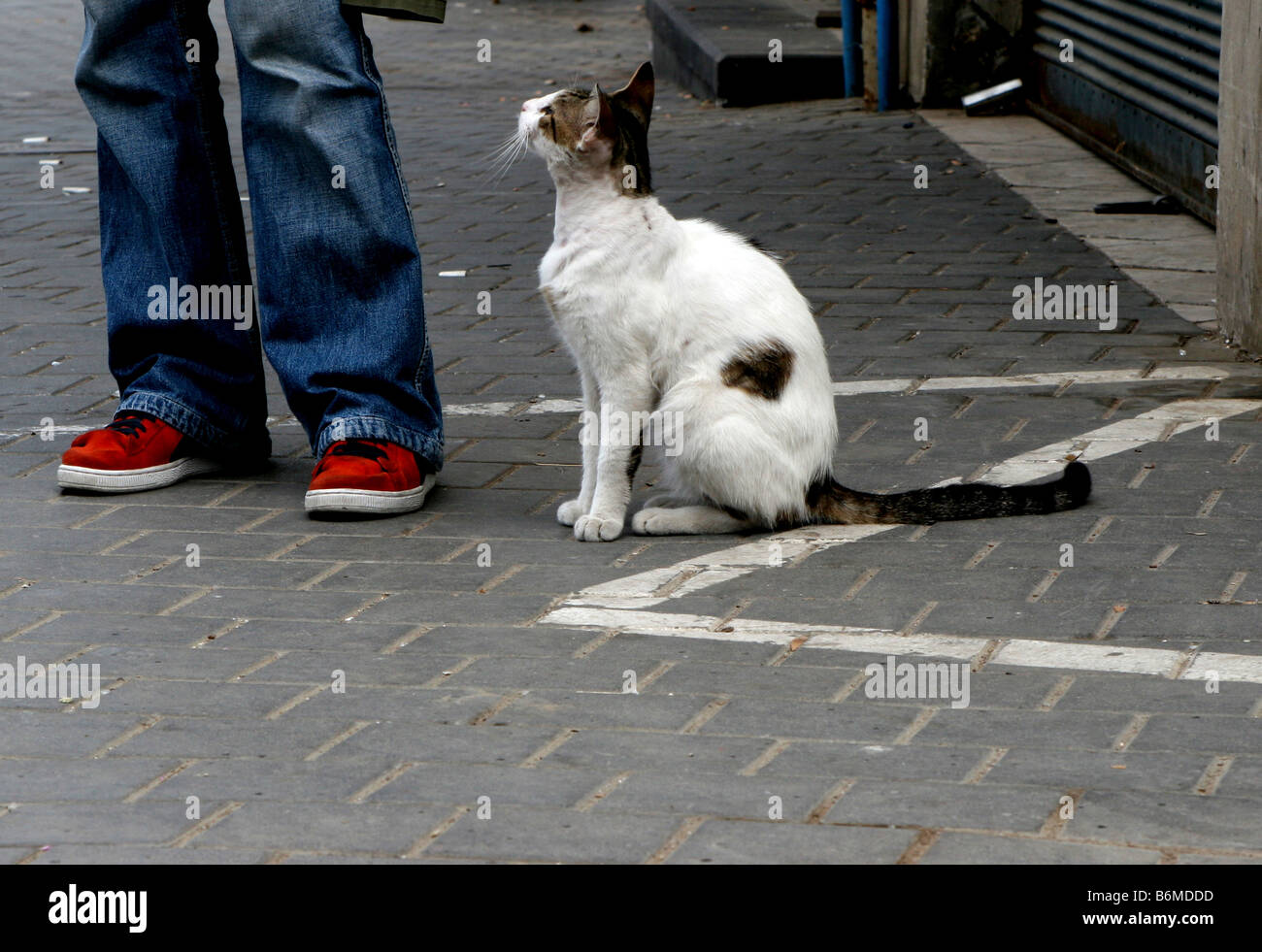 Cats leg hi-res stock photography and images - Alamy