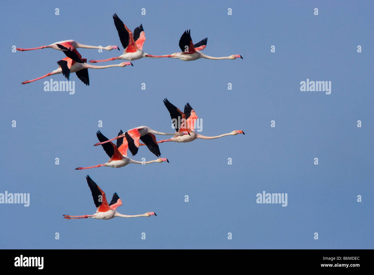 Birds grouped in flight Stock Photo - Alamy