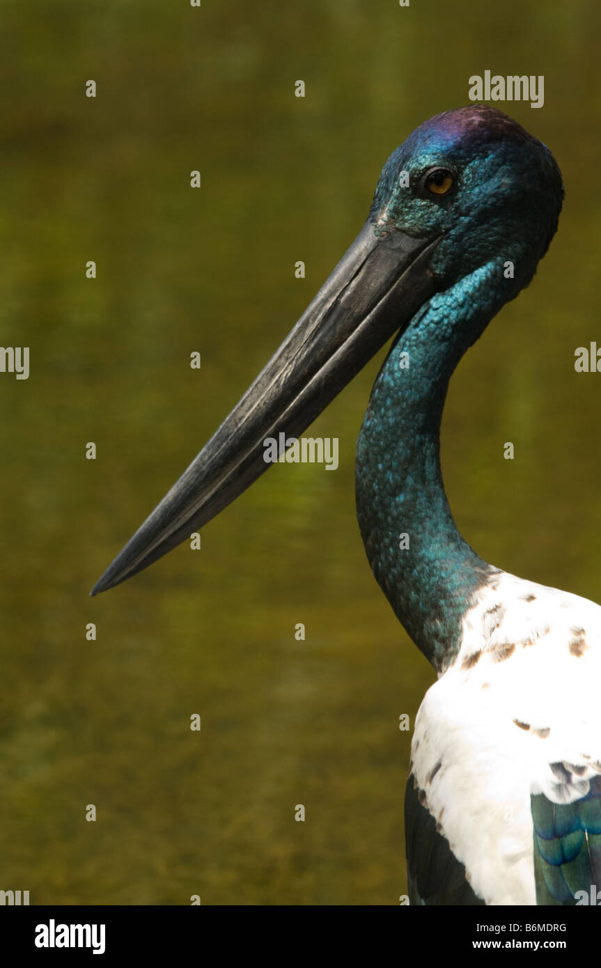 Australian stork hi-res stock photography and images - Alamy