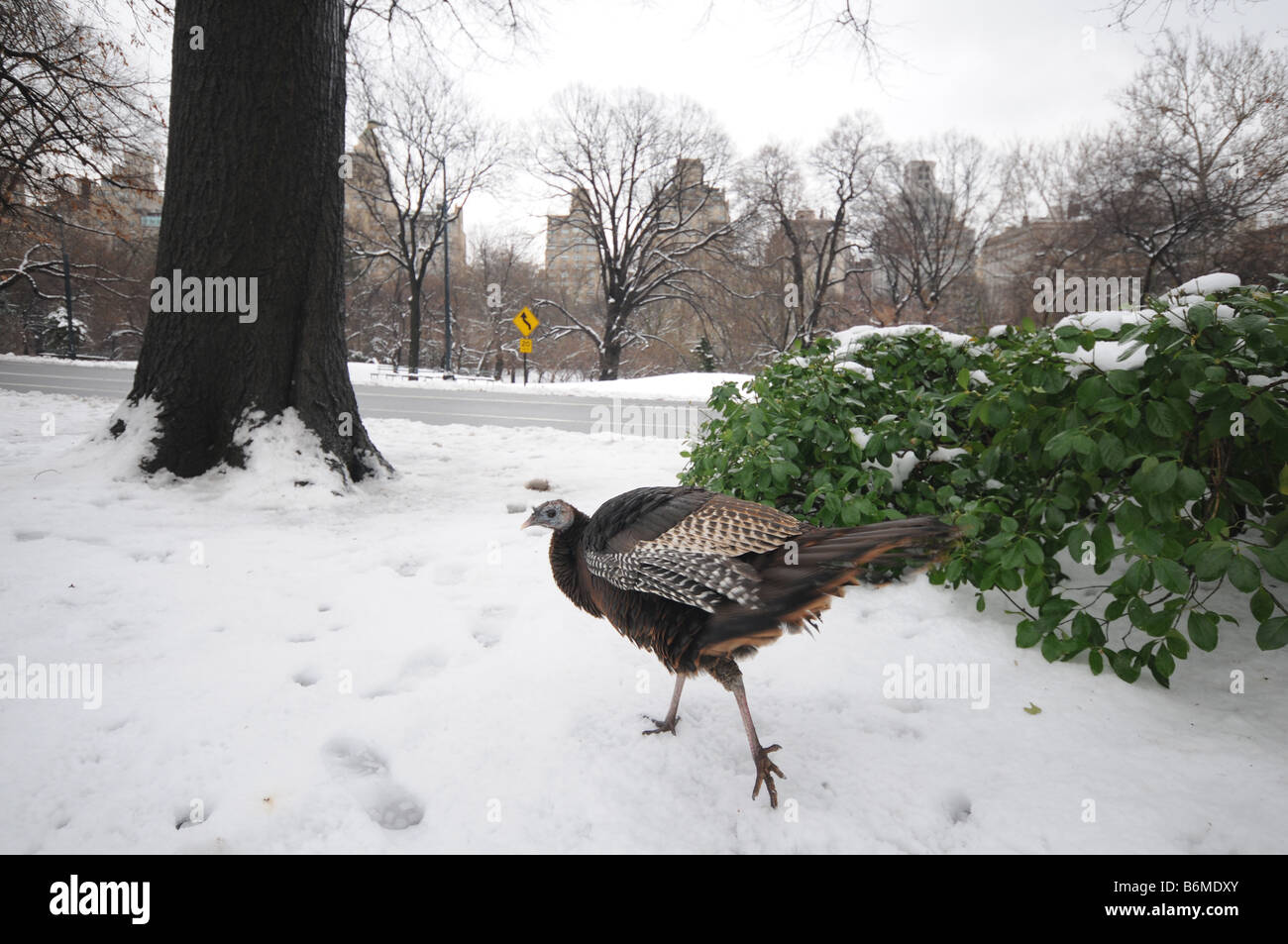 Christmas central park hi-res stock photography and images - Alamy