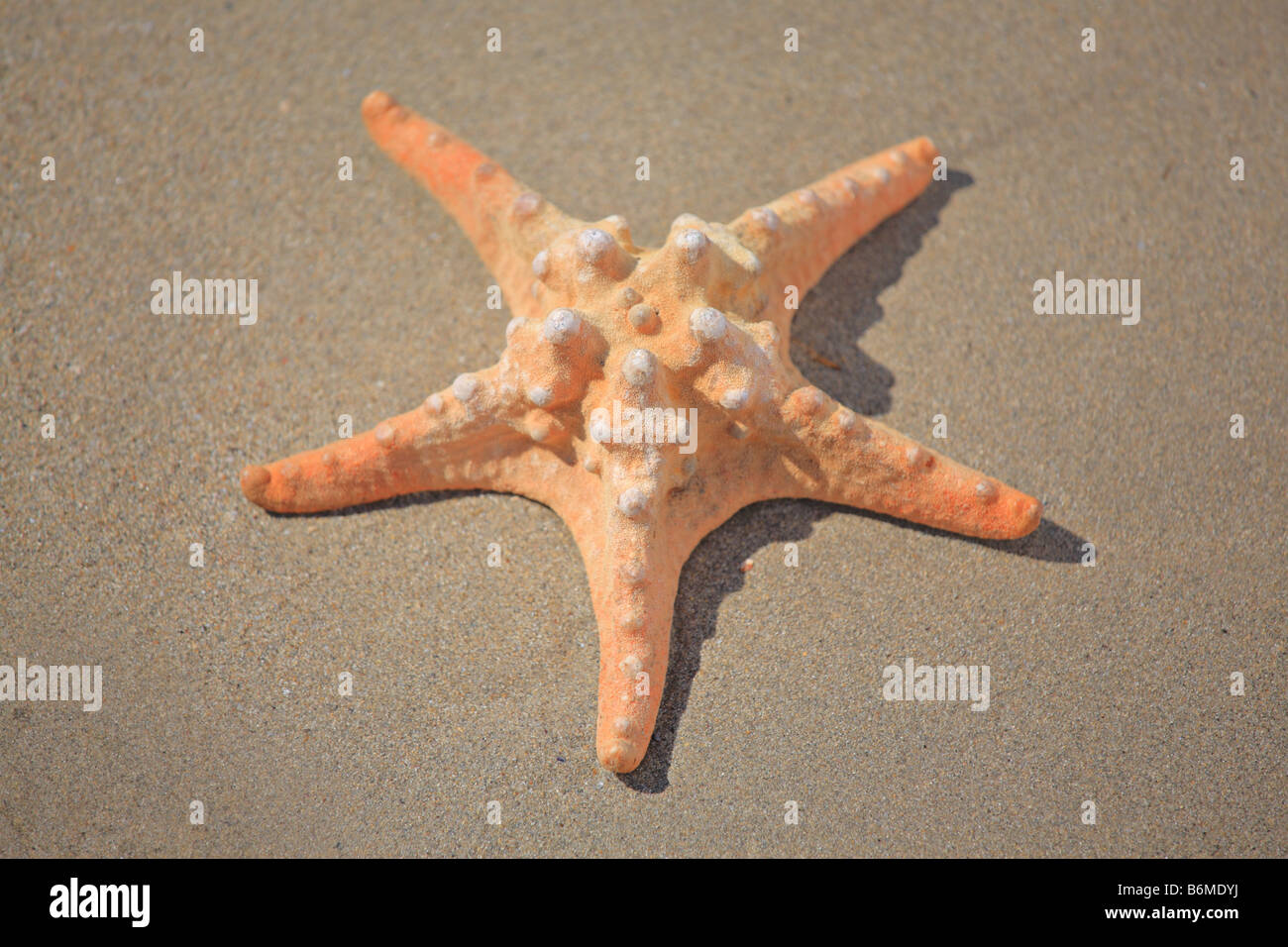 Closeup seastar hi-res stock photography and images - Alamy