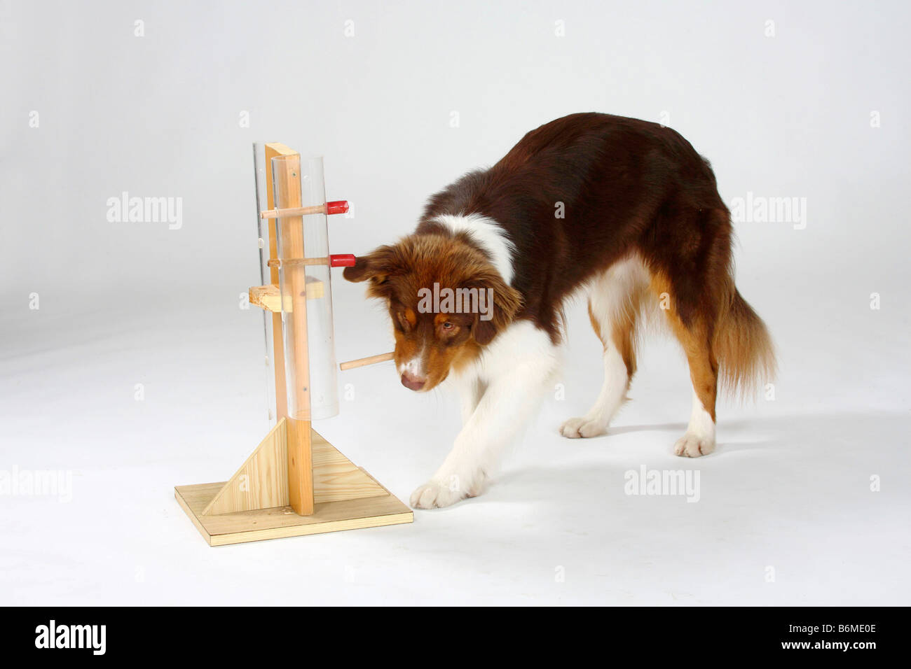 Australian Dog Intelligence High Resolution Stock Photography and ...