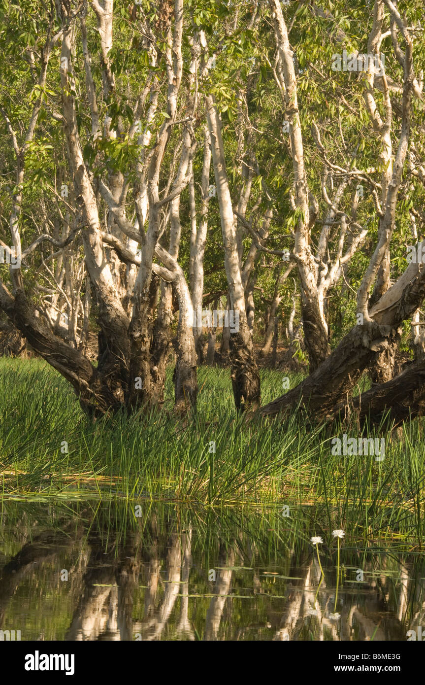Swamp Paperbark (Melaleuca rhaphiophylla) fringes Tebletop Swamp ...