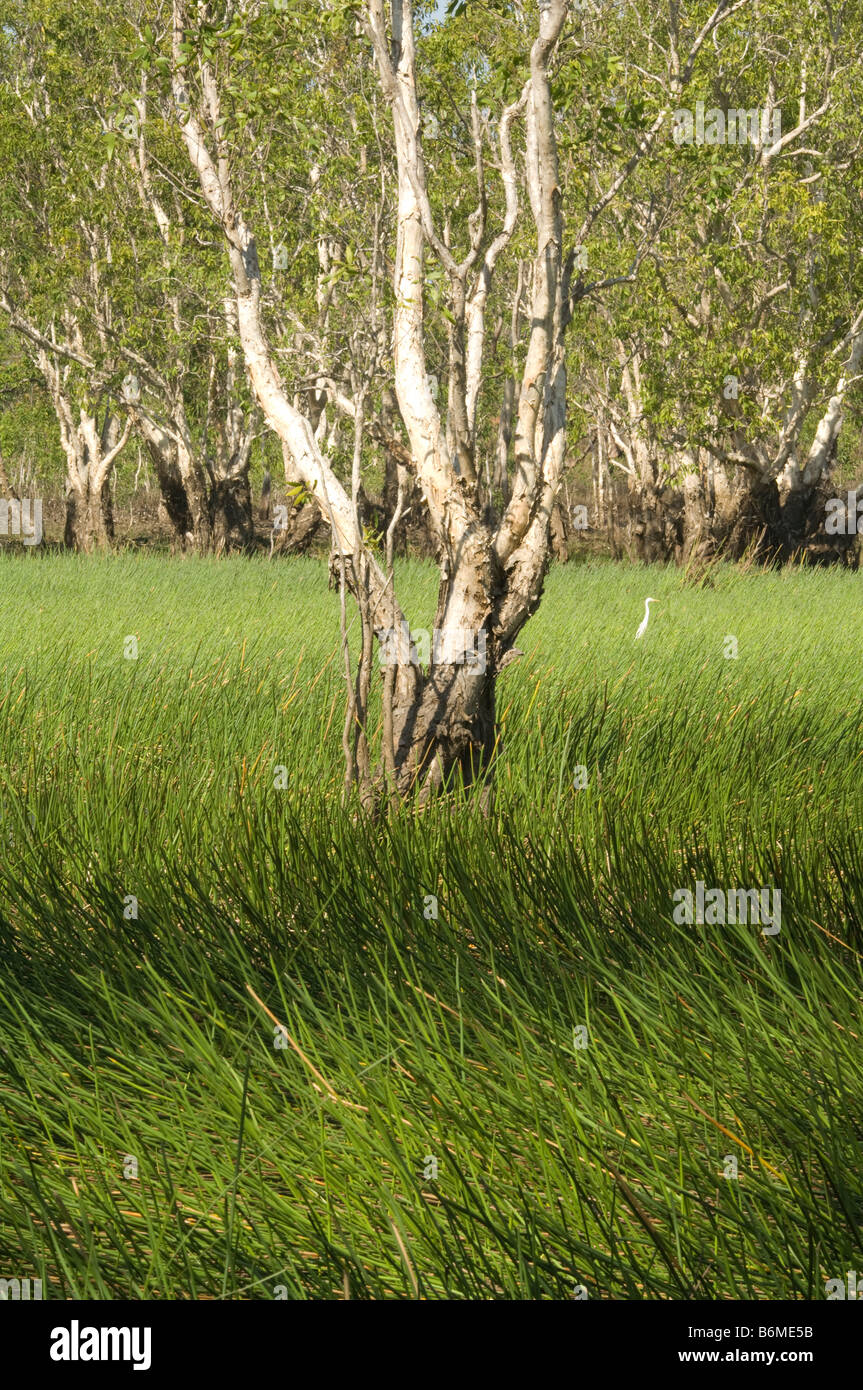 Swamp Paperbark (Melaleuca rhaphiophylla) fringes Tebletop Swamp ...