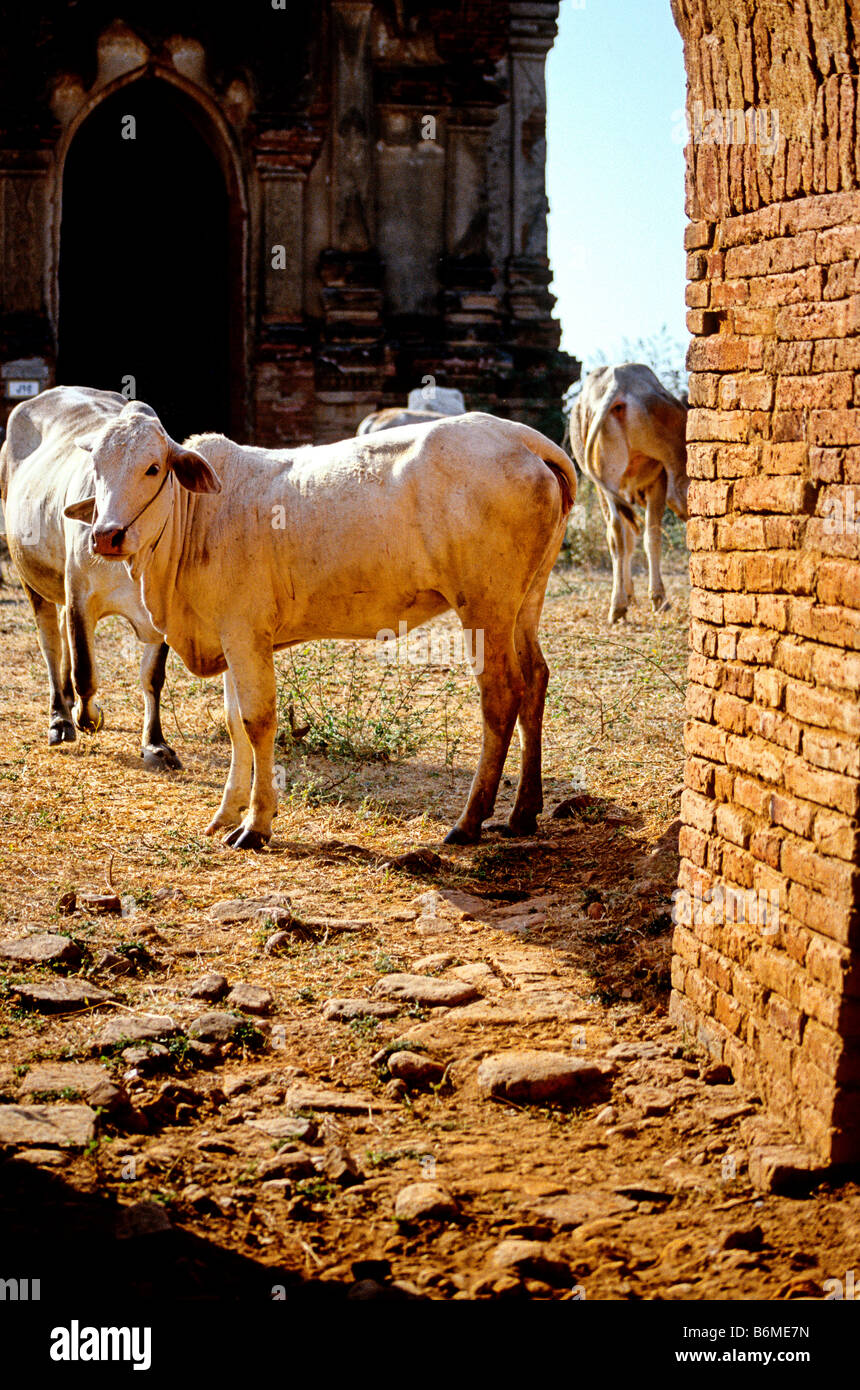 Cattle grazing near ruined pagoda at the archaeological site of Bagan ...