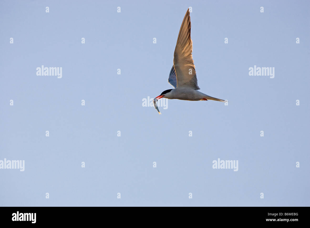 Bird in flight with a fish. Back light Stock Photo - Alamy