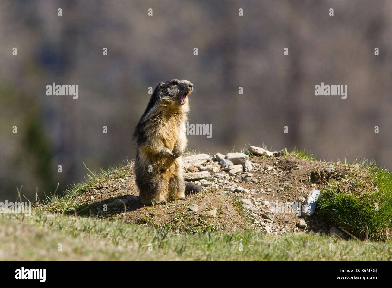 Marmot hole hi-res stock photography and images - Alamy