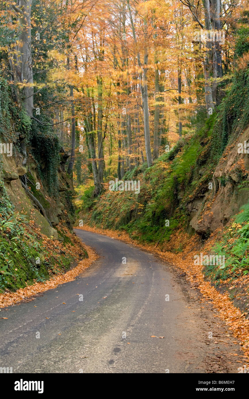 Sunken lane somerset hi-res stock photography and images - Alamy