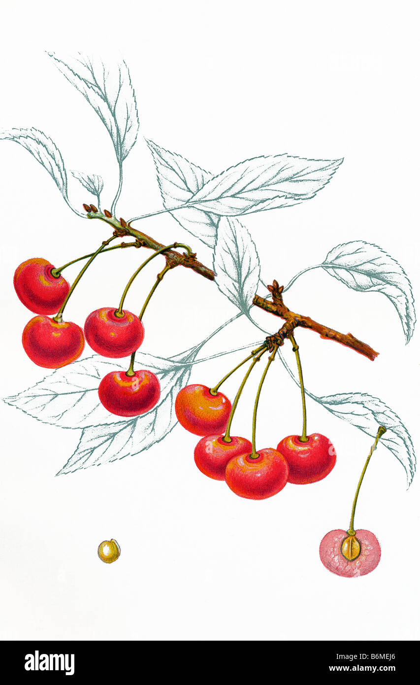 illustration of cherries Stock Photo - Alamy