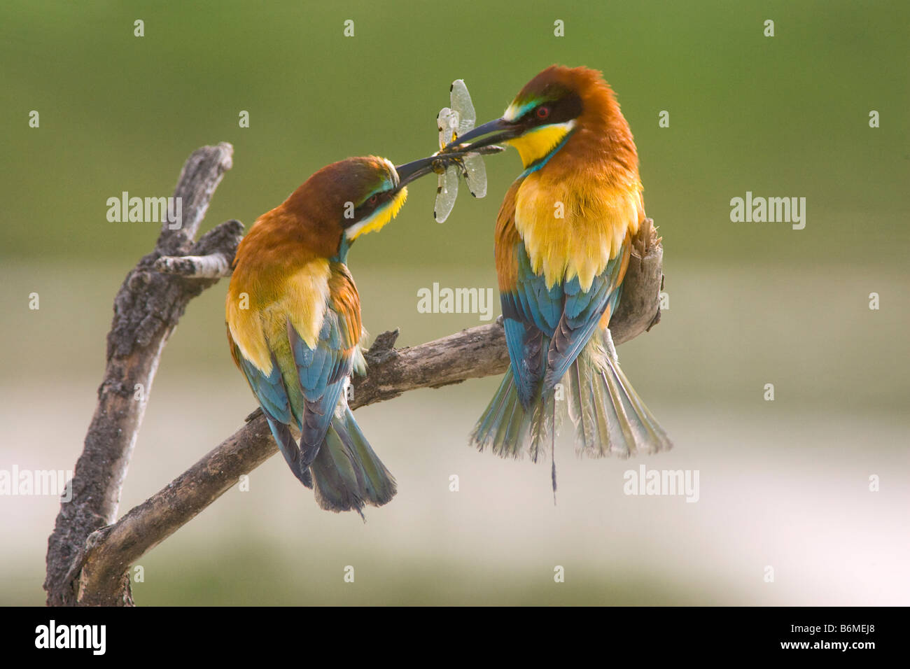 Dragonfly mating dance hi-res stock photography and images - Alamy