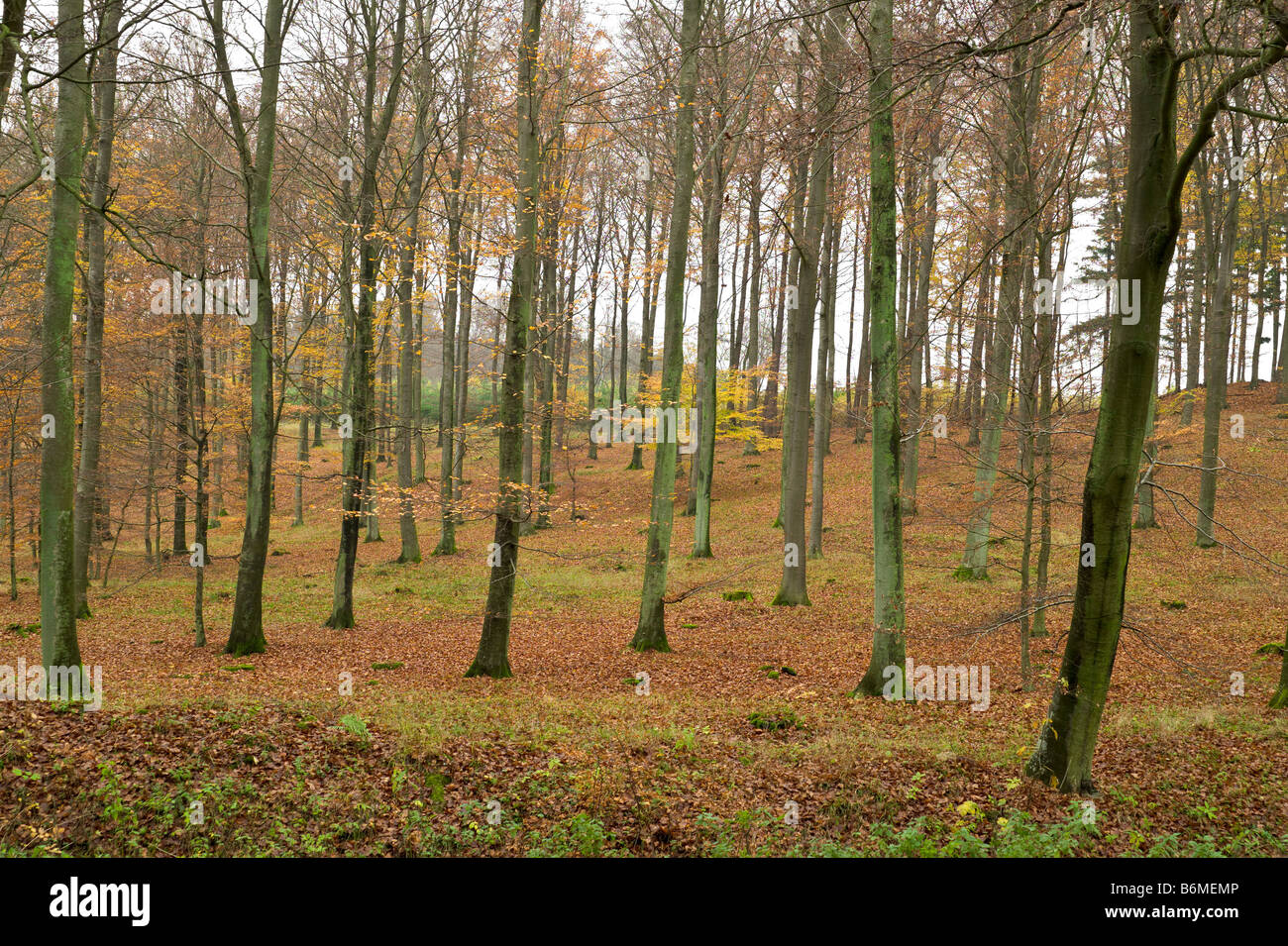 Beech tree wood in autumn Stock Photo - Alamy
