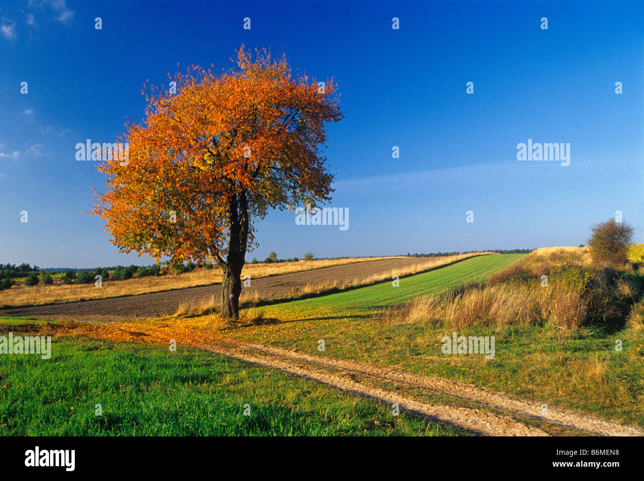 Polish cherry hi-res stock photography and images - Alamy