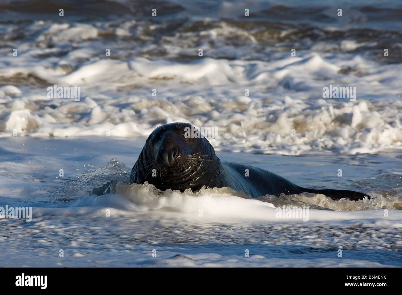 Bull grey seal lying on the shoreline Stock Photo - Alamy