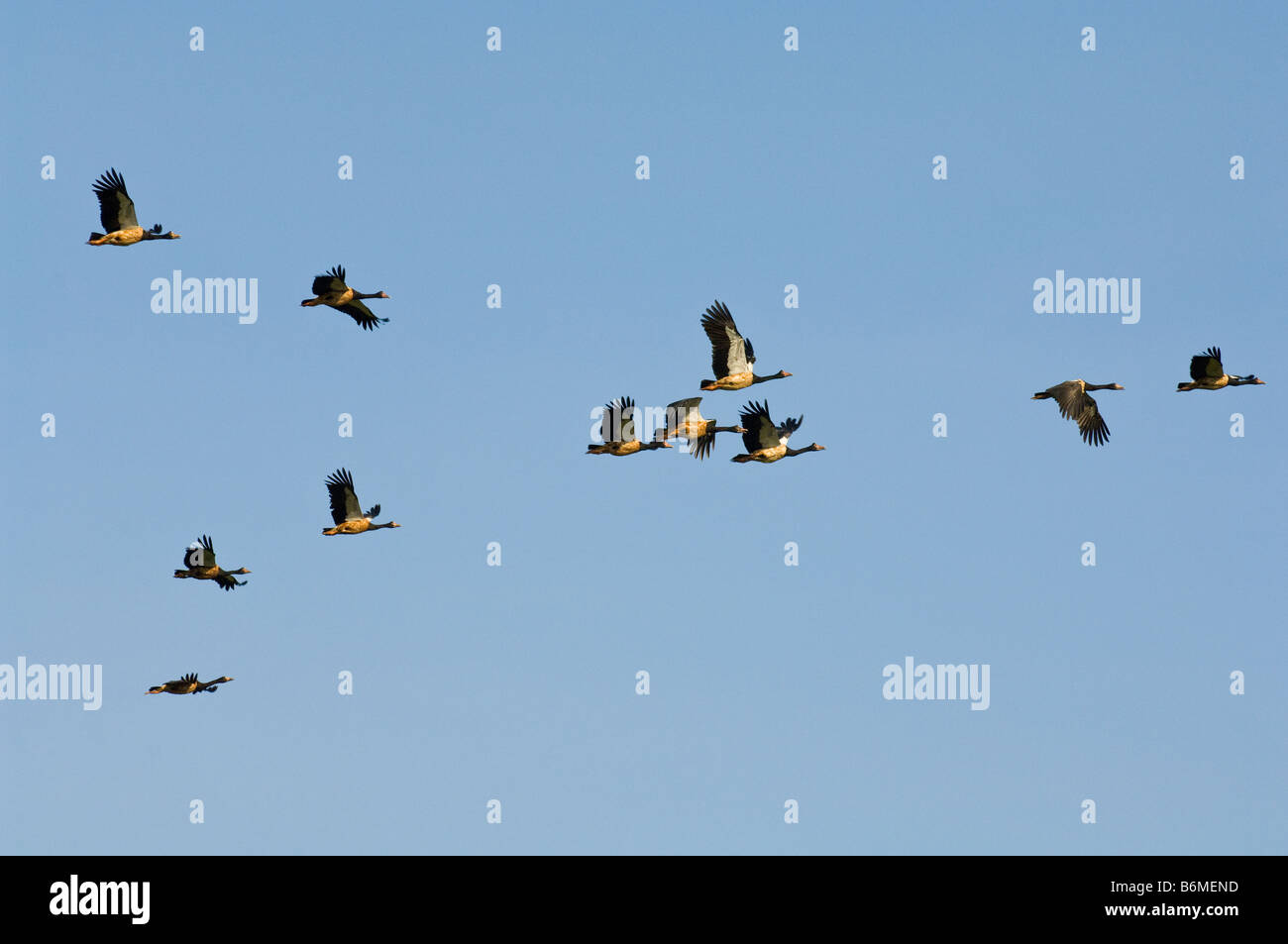 Magpie Goose (Anseranas semipalmata) flock flying over Yellow Water ...