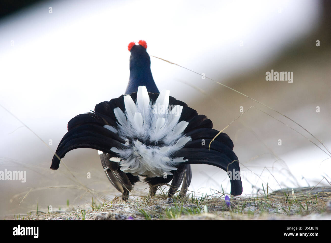 mating dance of birds. Back light Stock Photo - Alamy