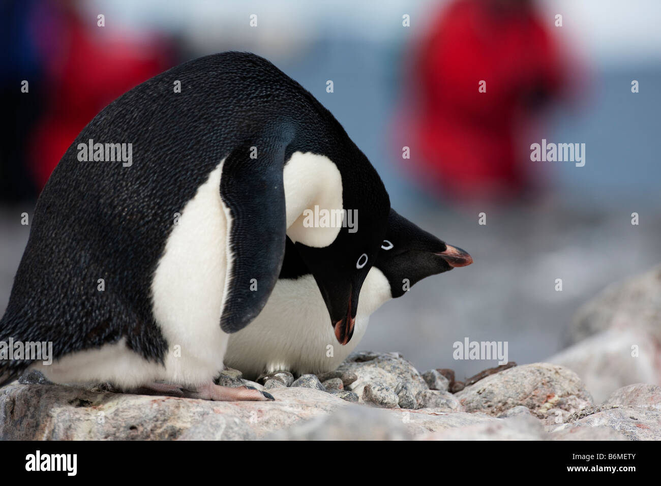 Adelie Penguin Nest High Resolution Stock Photography and Images - Alamy