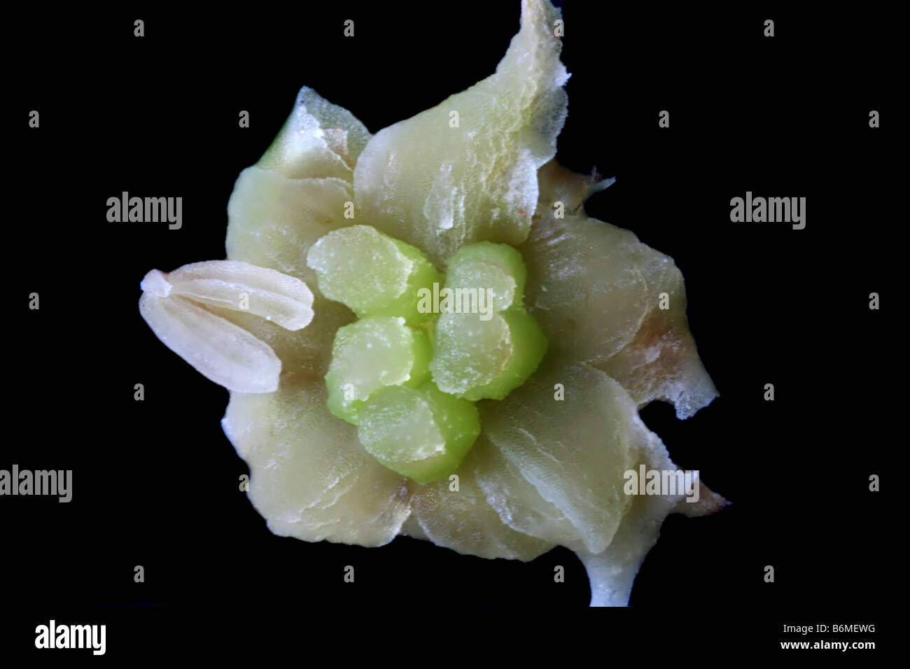 A single female flower of Amborella trichopoda Stock Photo - Alamy
