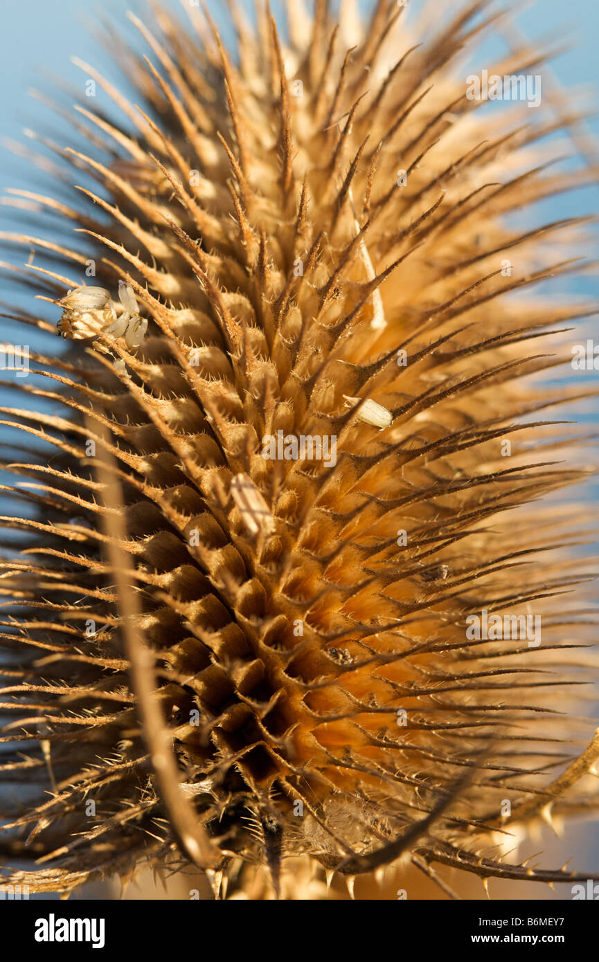 Dipsacus plant hi-res stock photography and images - Alamy