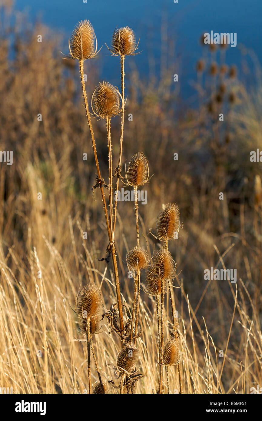 Teasel, Dipsacus, Plant Stock Photo - Alamy