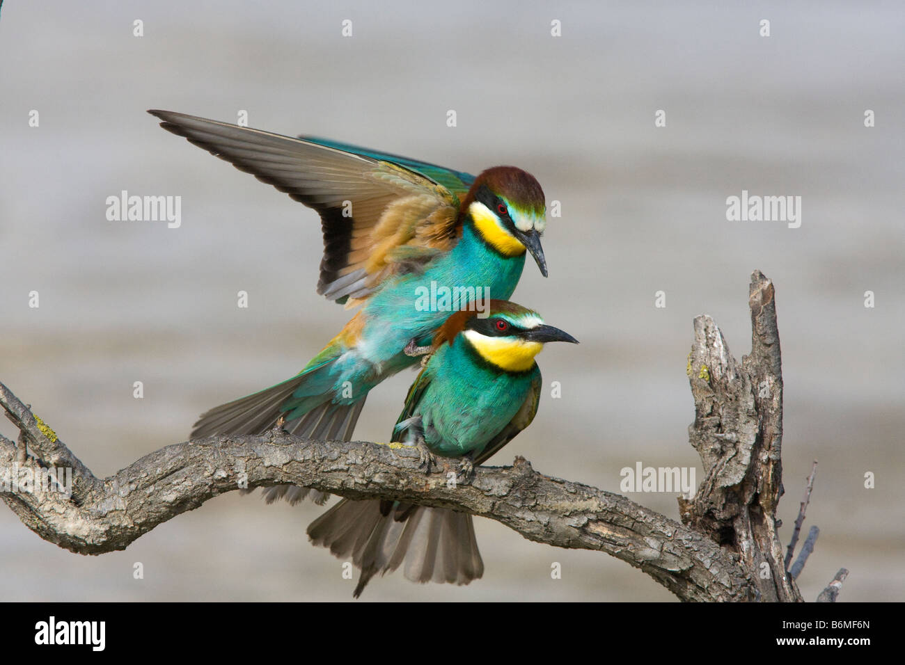 Preparation for the coupling On a branch Stock Photo - Alamy