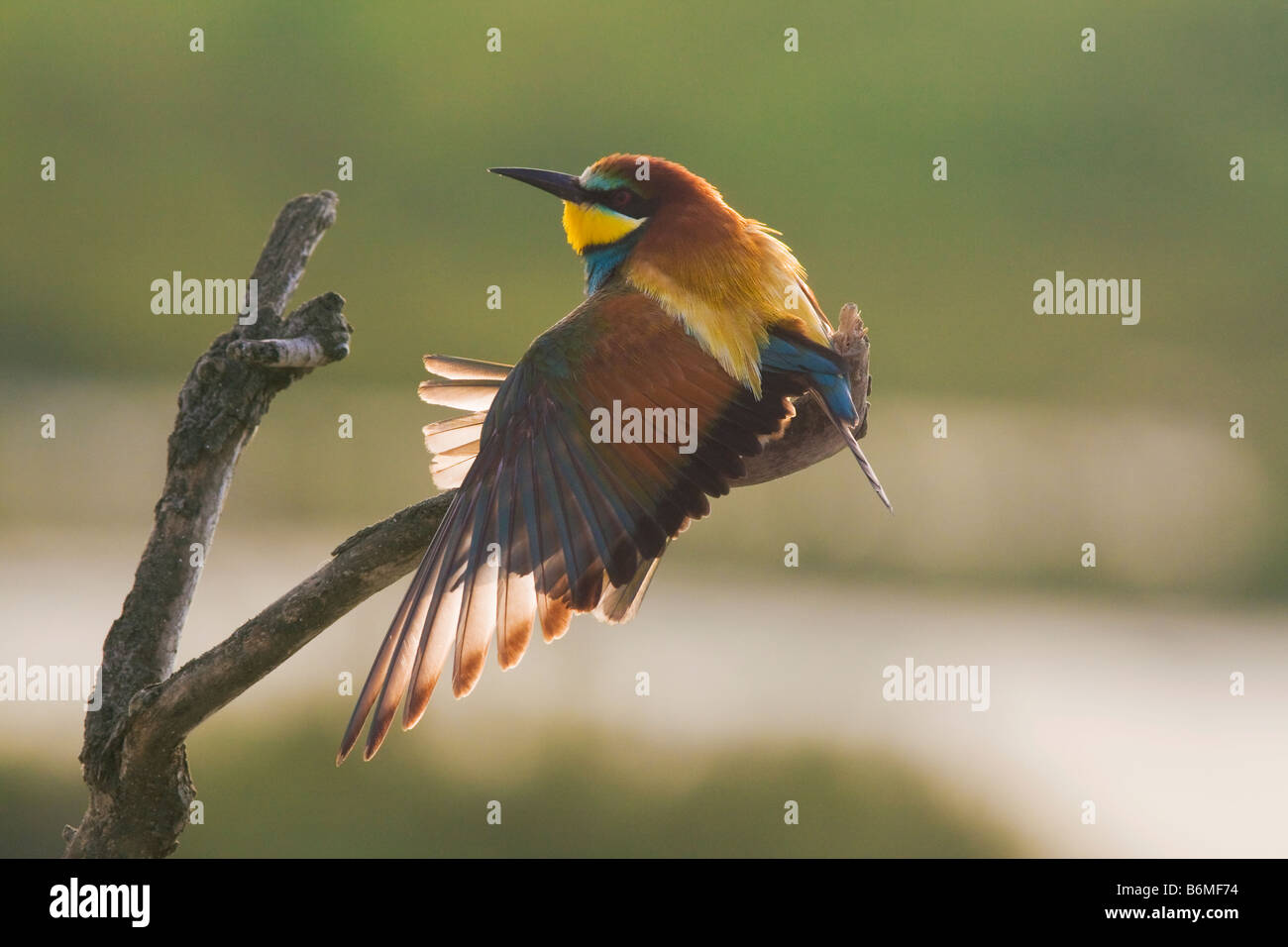 The bird stretches the wing. back light Stock Photo - Alamy
