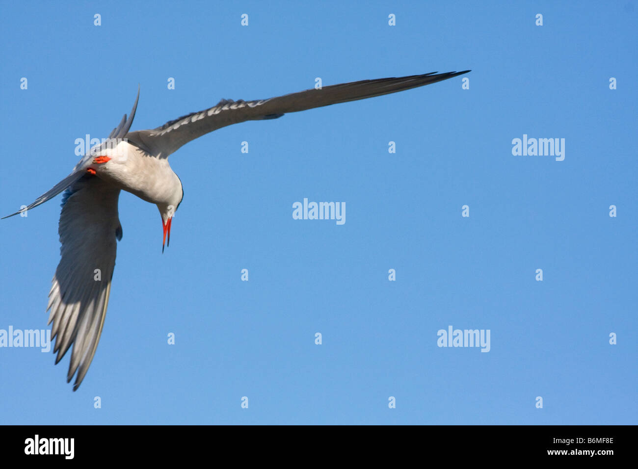 Bird in flight of back Stock Photo - Alamy