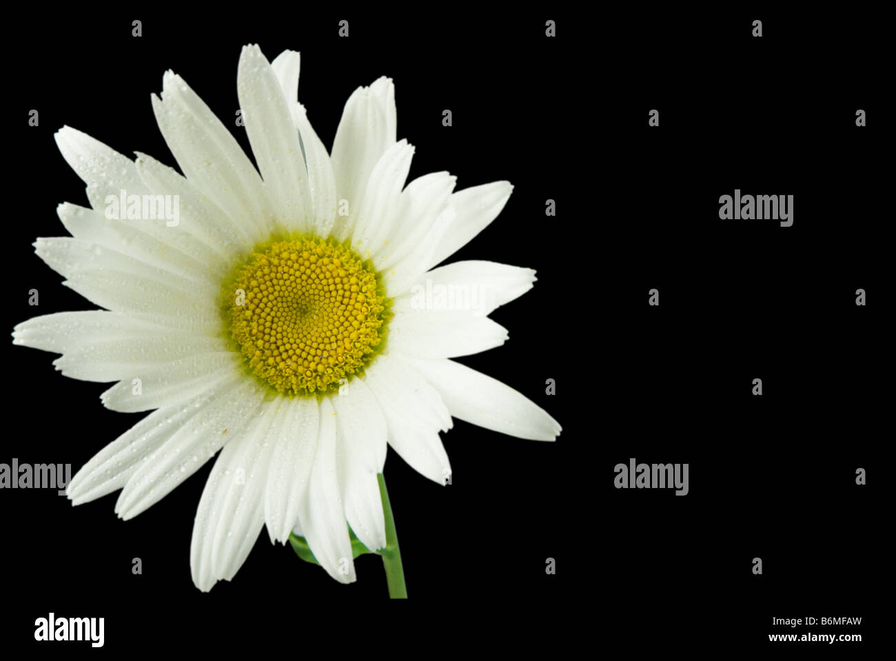 Simple daisy hi-res stock photography and images - Alamy