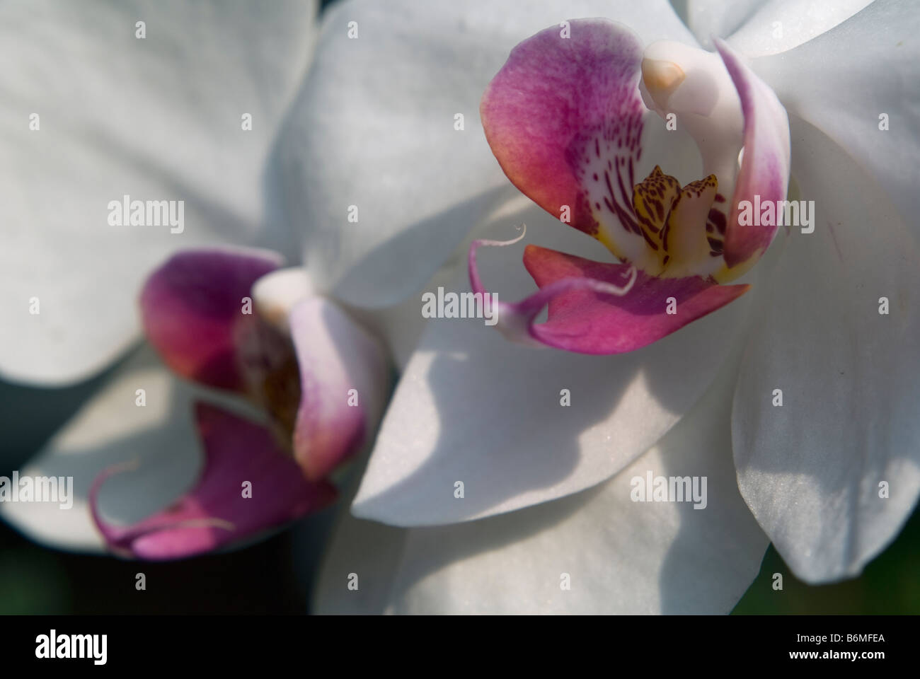 One of the popular flower at Indonesia and become one of Indonesian ...