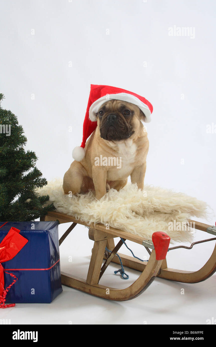 French Bulldog with christmas cap sledge Stock Photo - Alamy