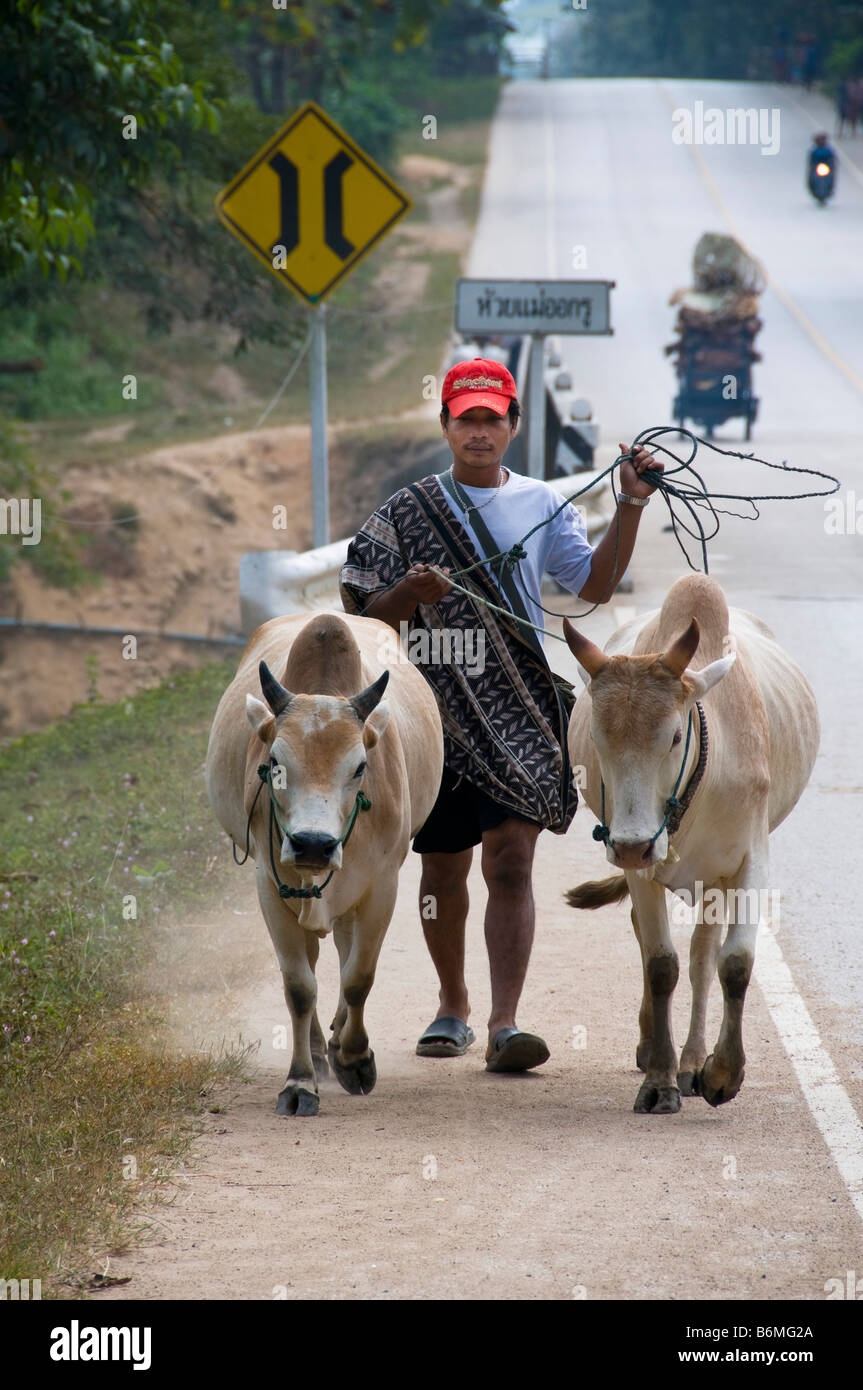 Burmese Karen man walking his cows in northern Thailand Stock Photo - Alamy