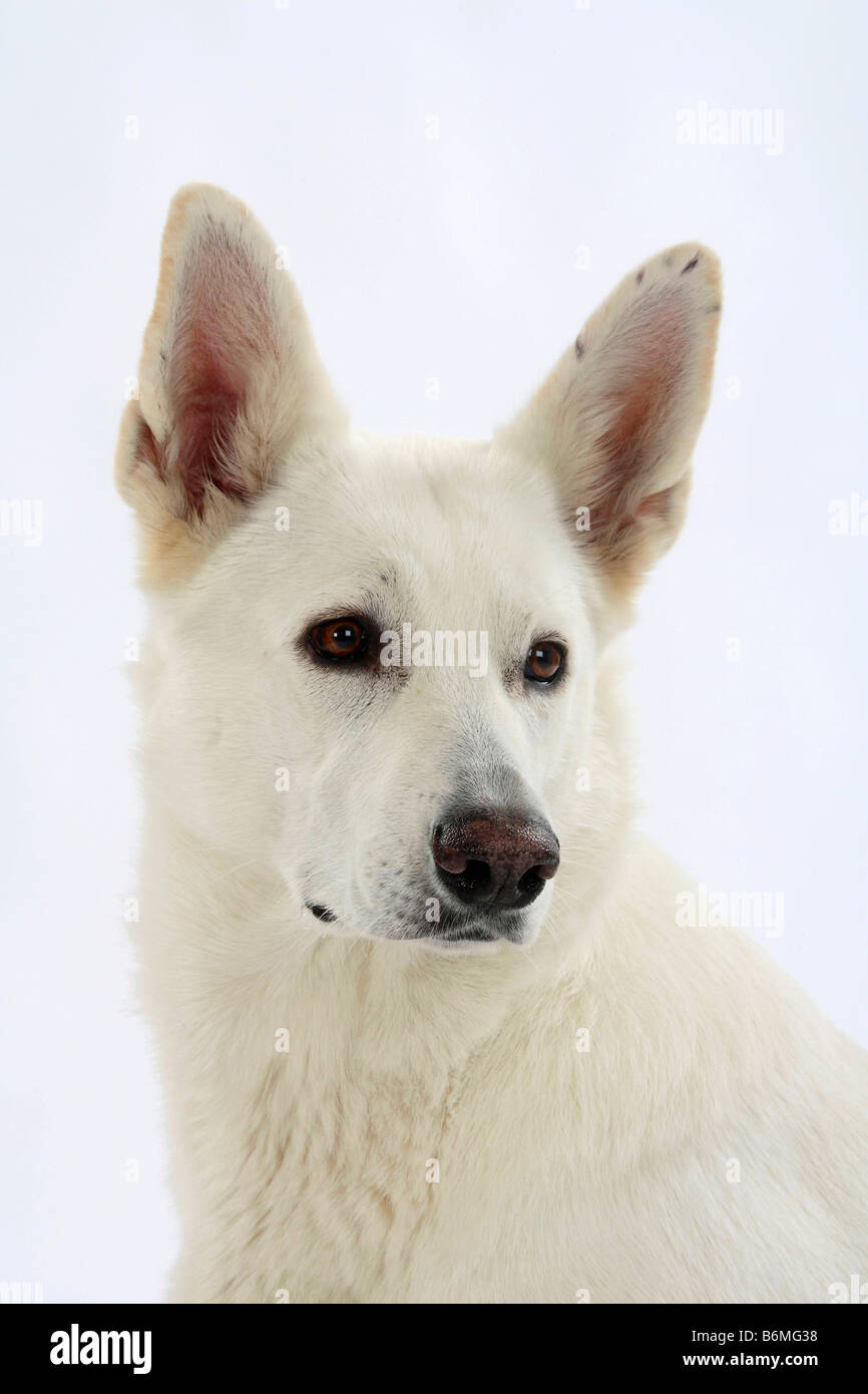 White Swiss Shepherd Dog Berger de Swisse Stock Photo - Alamy