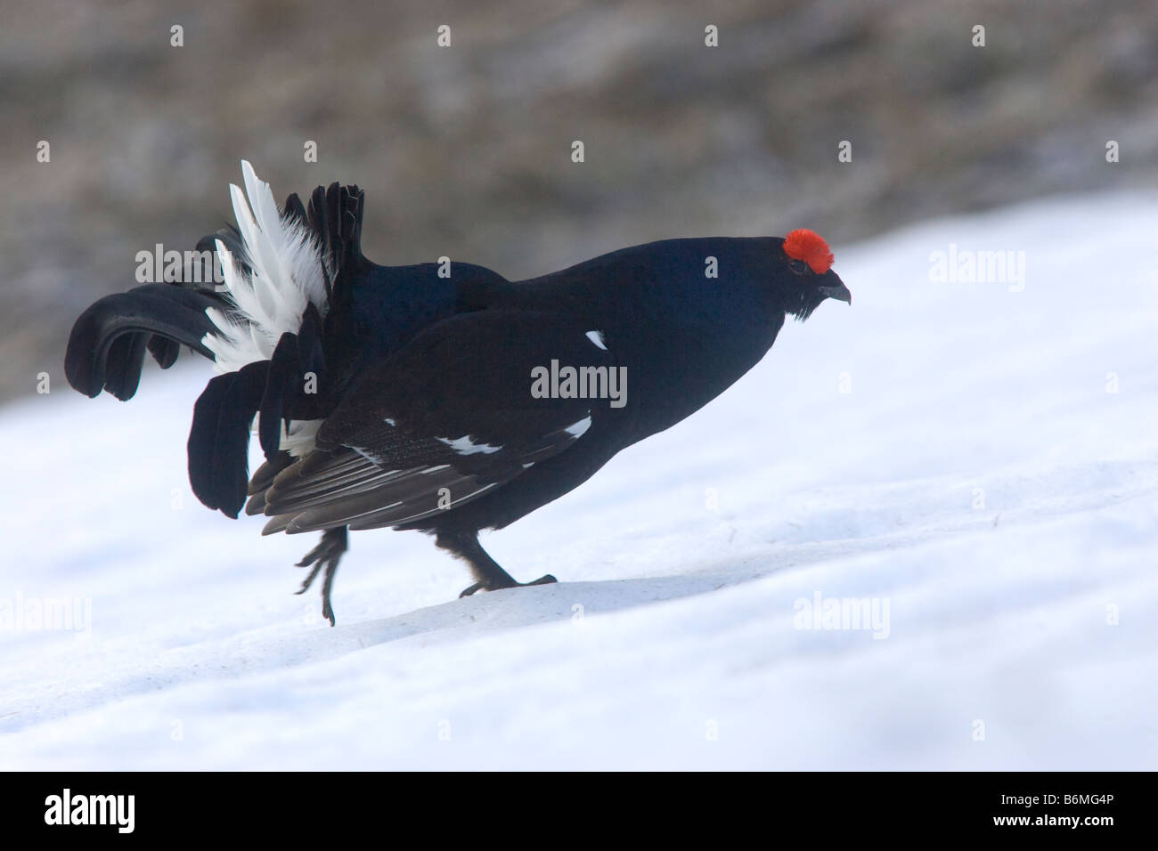 Black grouse snow hi-res stock photography and images - Alamy