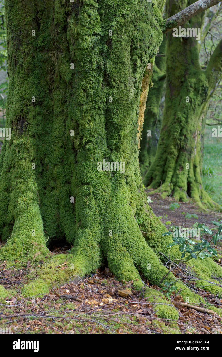 Scottish highland trees hi-res stock photography and images - Alamy