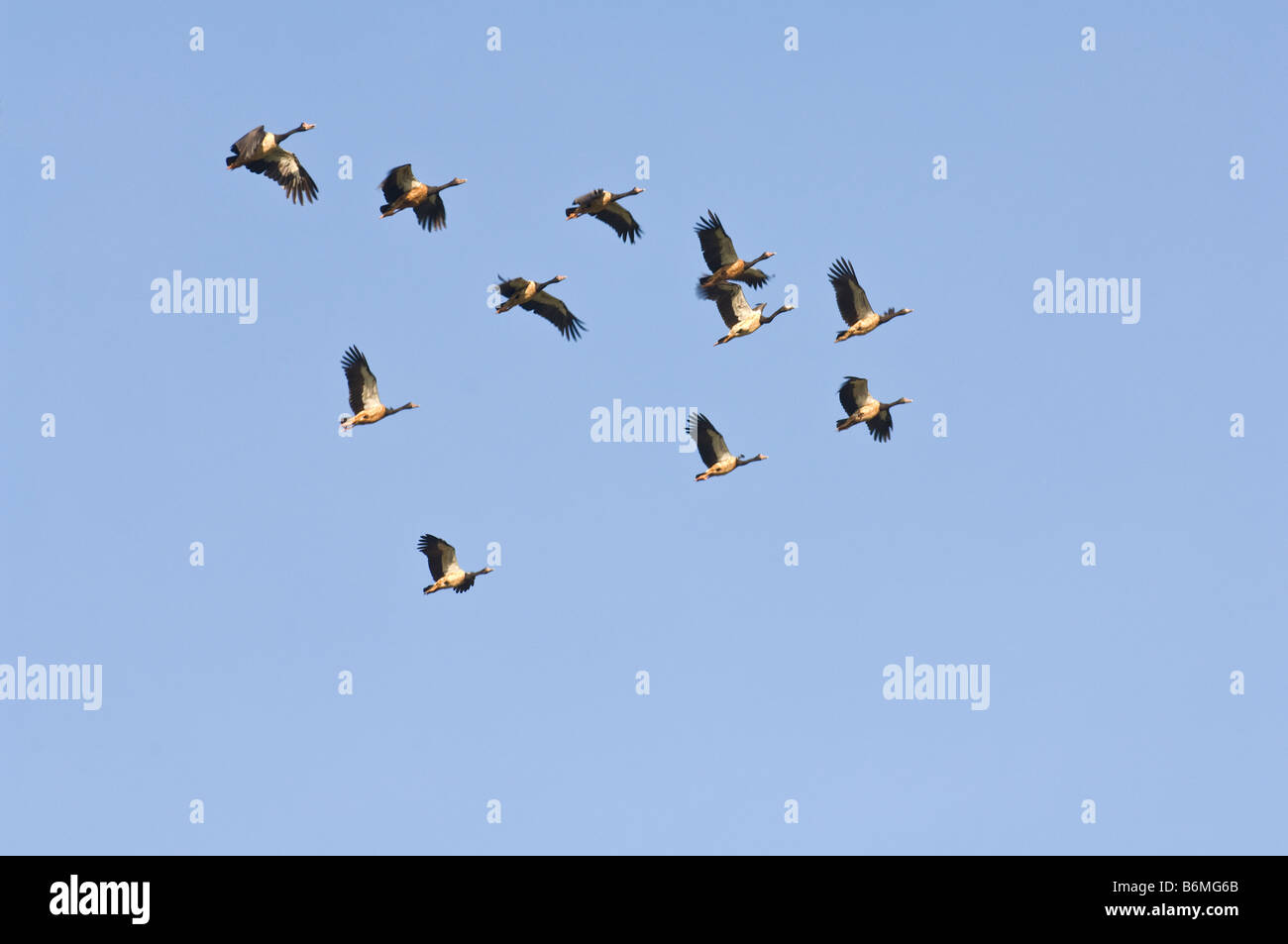 Magpie Goose (Anseranas semipalmata) flock flying over Yellow Water ...