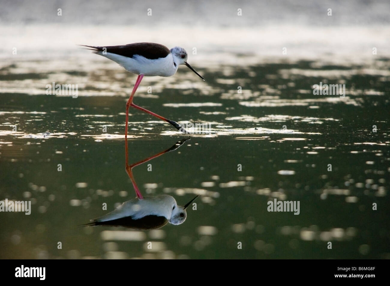 Stilt looking for of the food in a puddle Stock Photo - Alamy