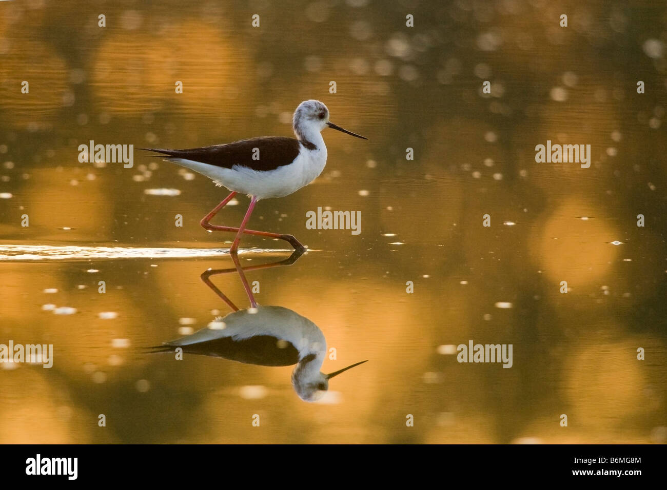 Stilt looking for of the food in a puddle Stock Photo - Alamy