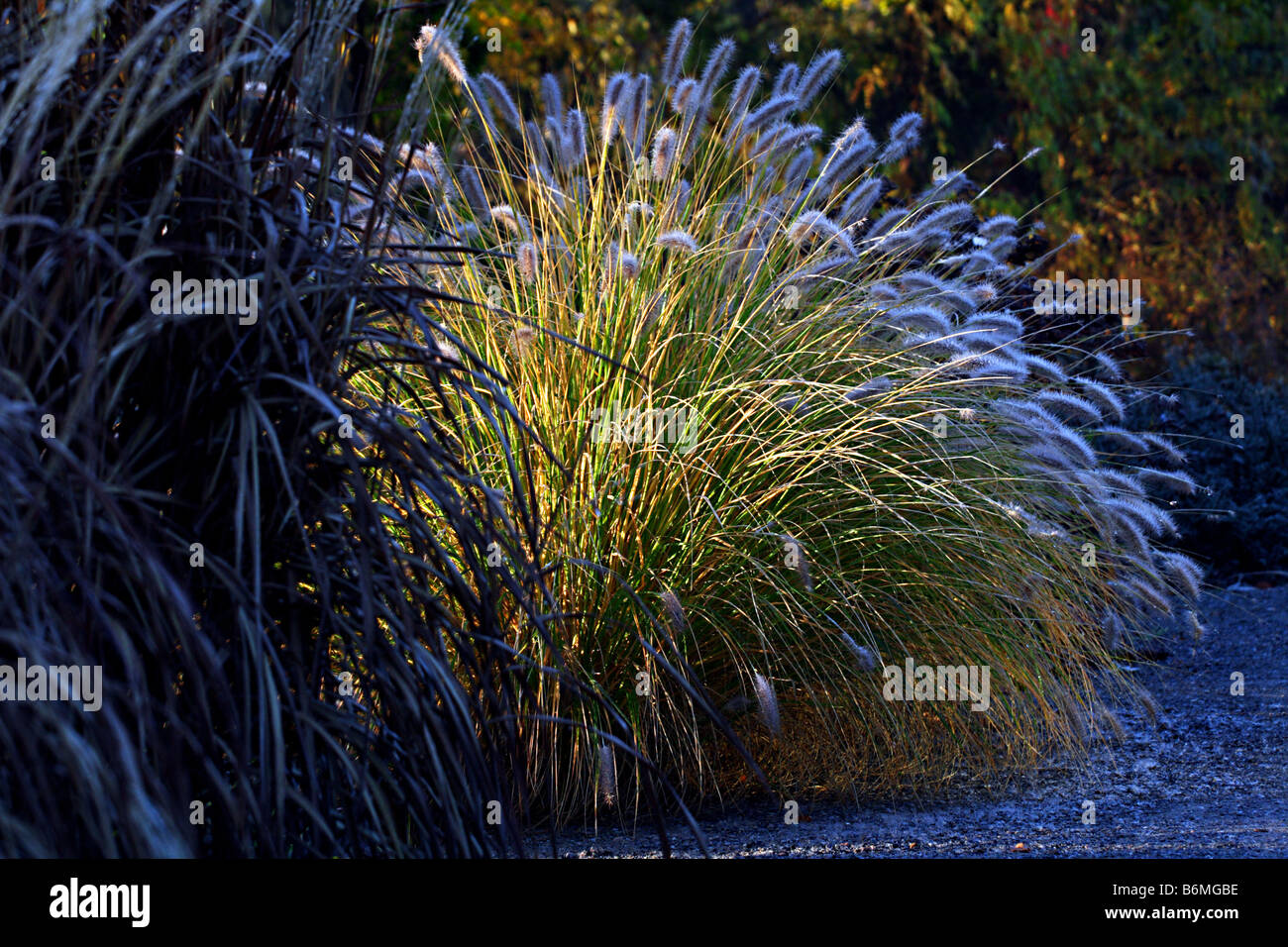 Pennisetum grass tuft with hoar frost at dawn on a cold october morning ...