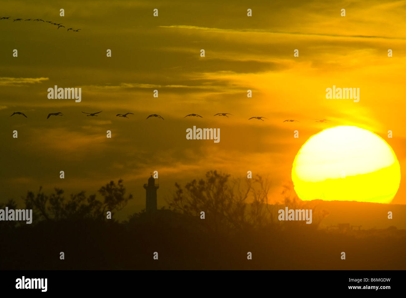 Pink flamingos at sunset hi-res stock photography and images - Alamy